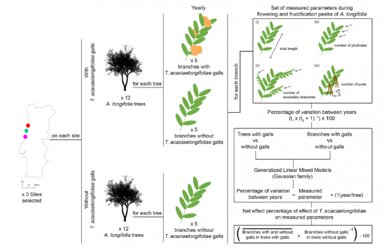 Une guêpe minuscule à l’assaut d’un arbuste envahissant ? – Centre de ...