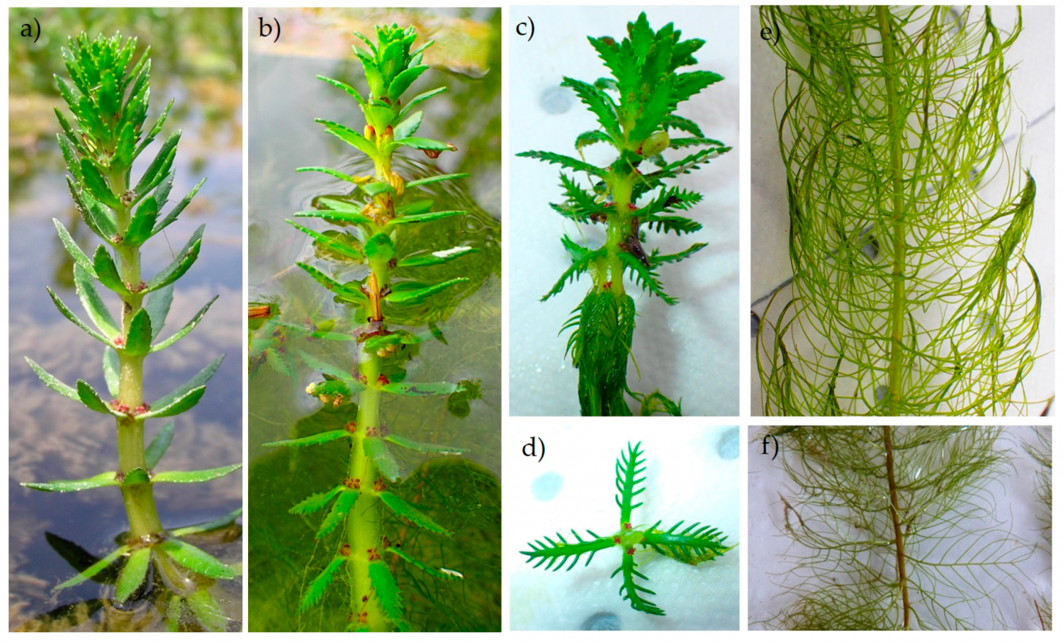 Myriophyllum heterophyllum, une plante aquatique exotique colonisatrice ...
