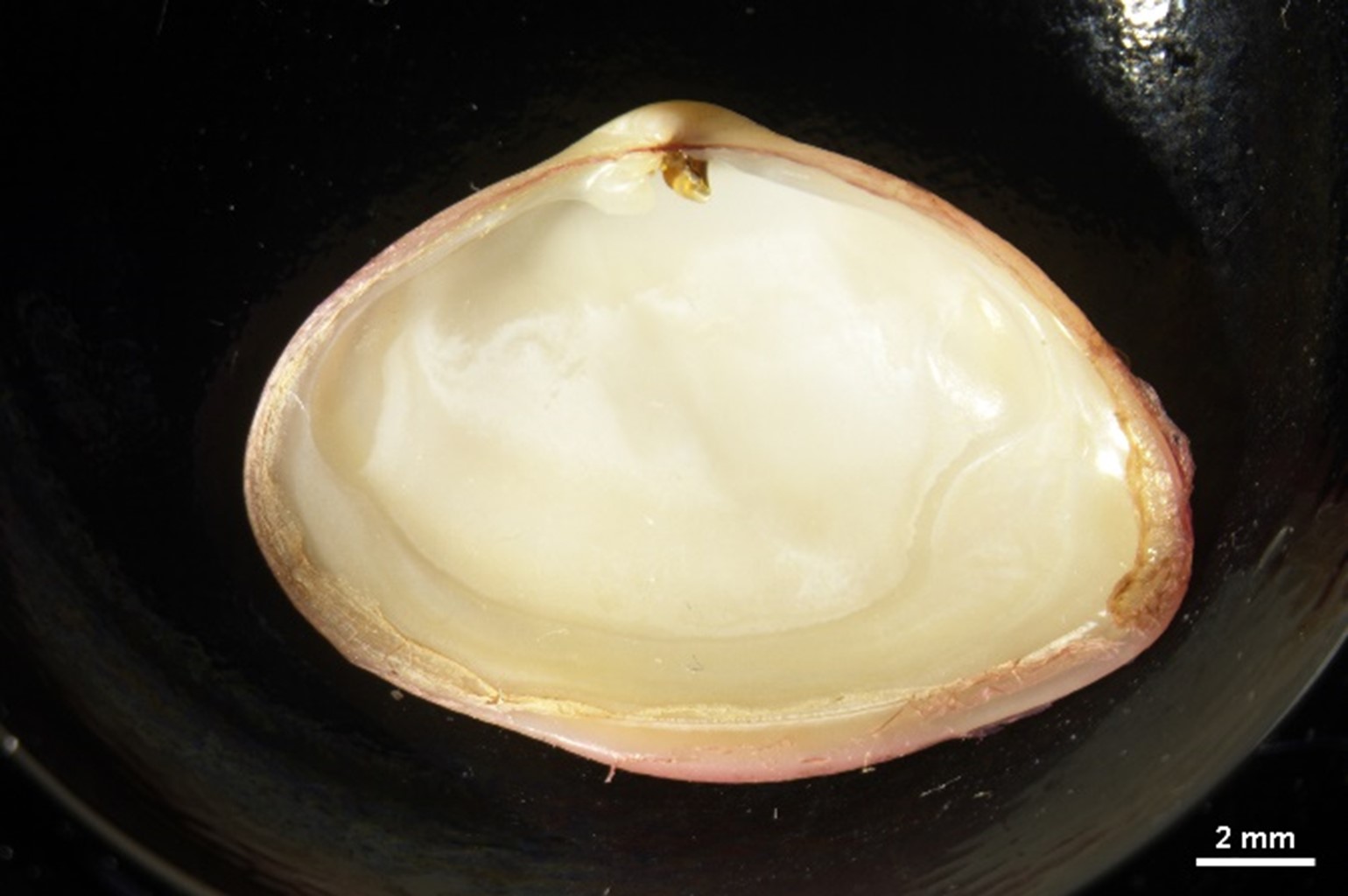 Un nouveau mollusque non indigène déjà bien répandu dans l’estuaire de ...